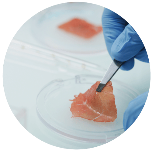 Alternative Proteins and Novel Foods