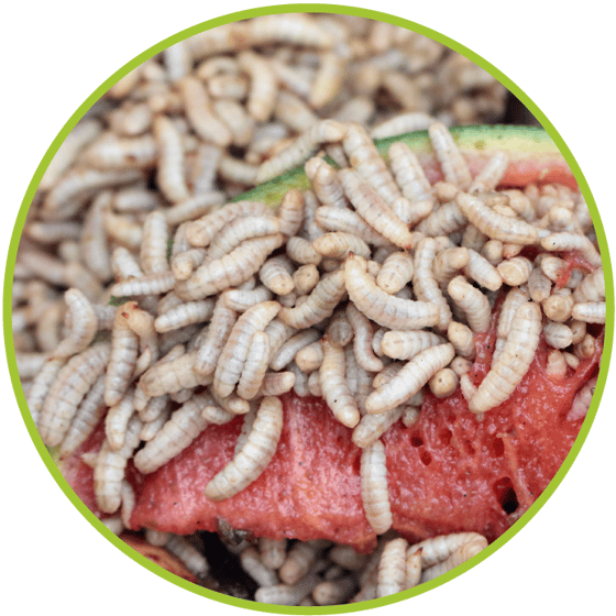 Insect Bioconversion - Register Interest