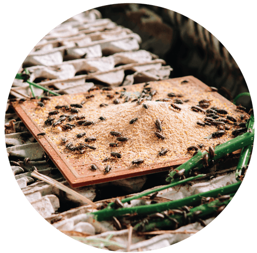 Alternative Proteins and Novel Foods