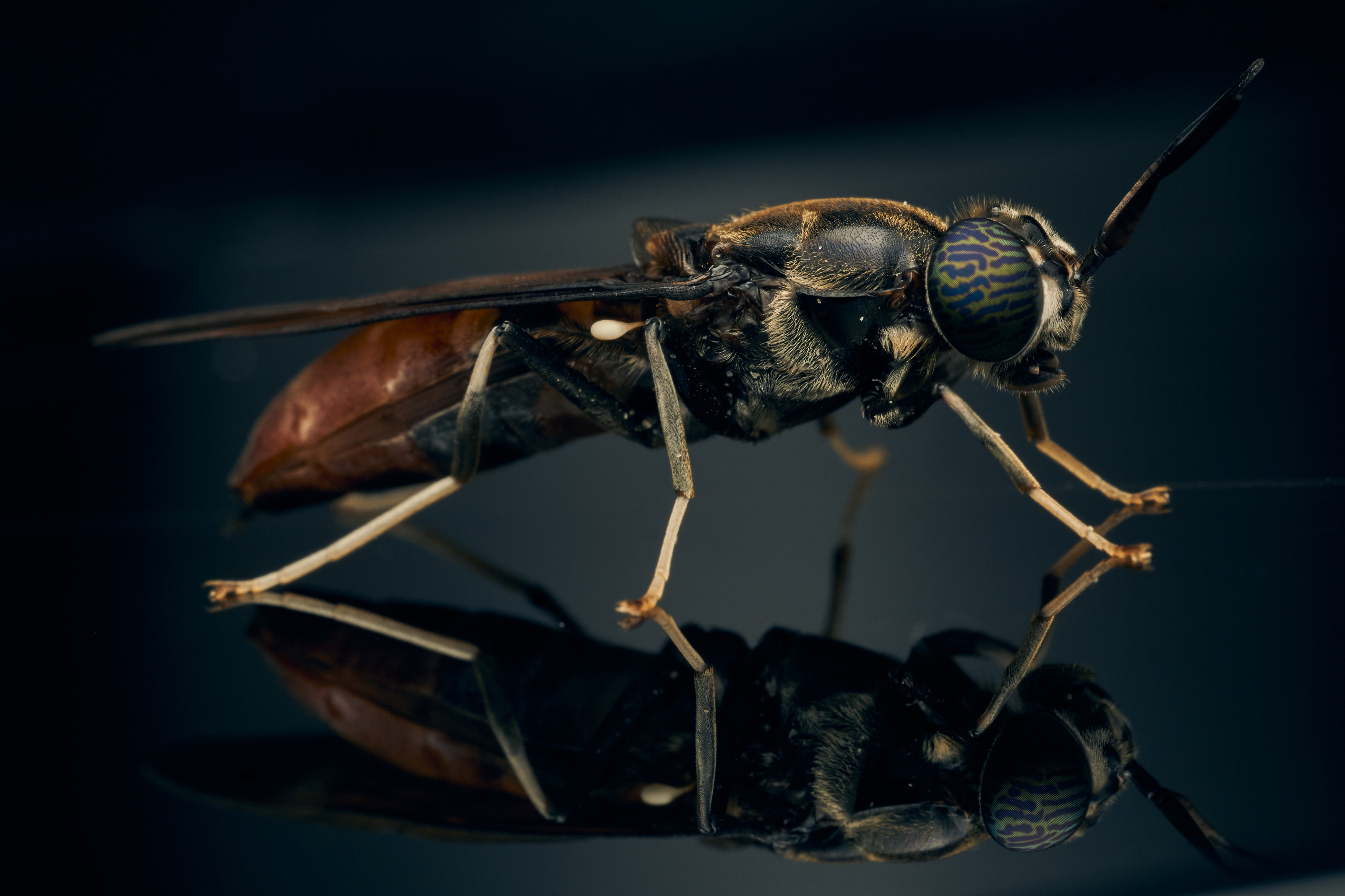 Insect Bioconversion in the Gulf Region