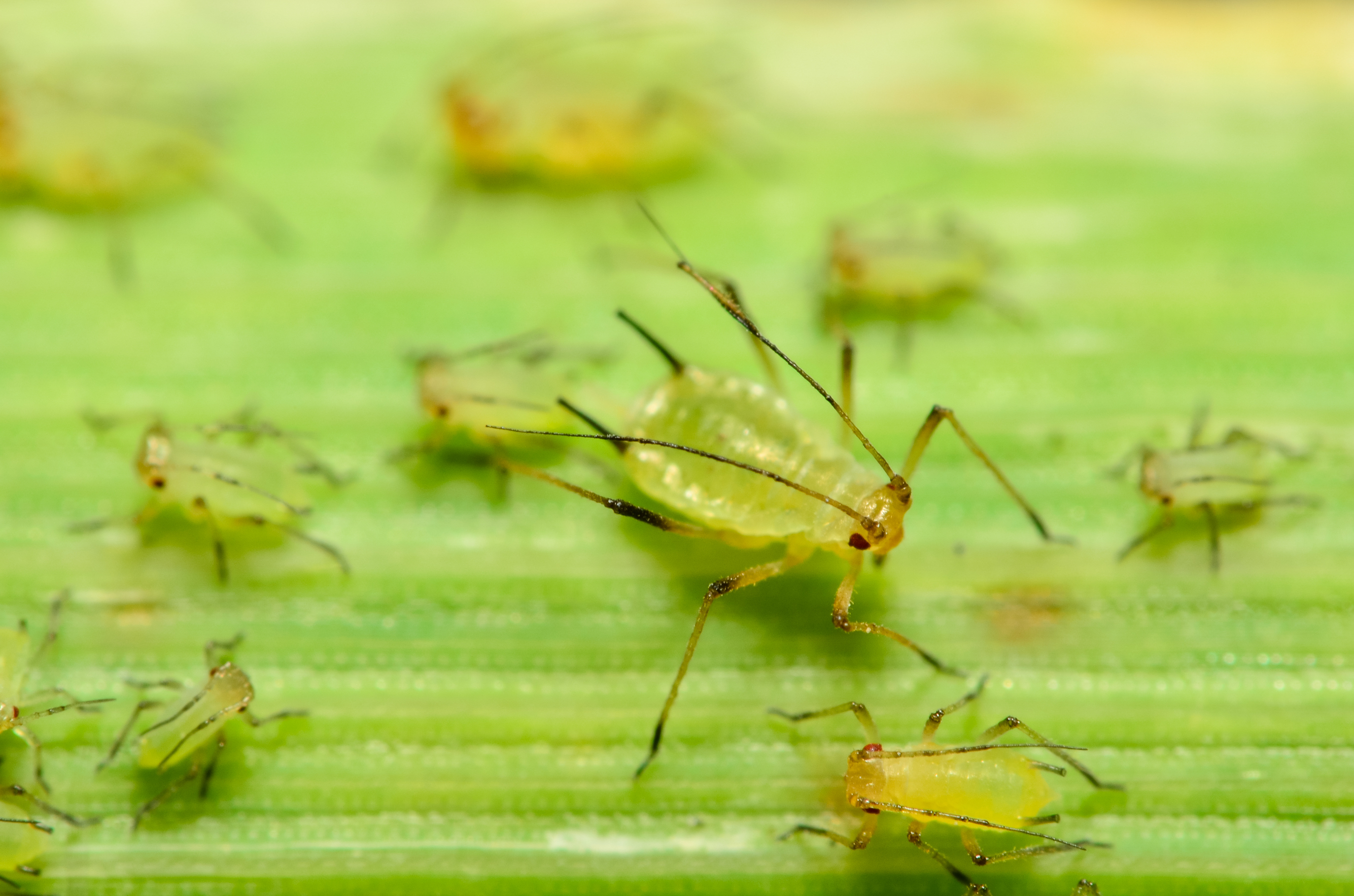 In-field aphid monitoring with yellow water traps – seed potatoes